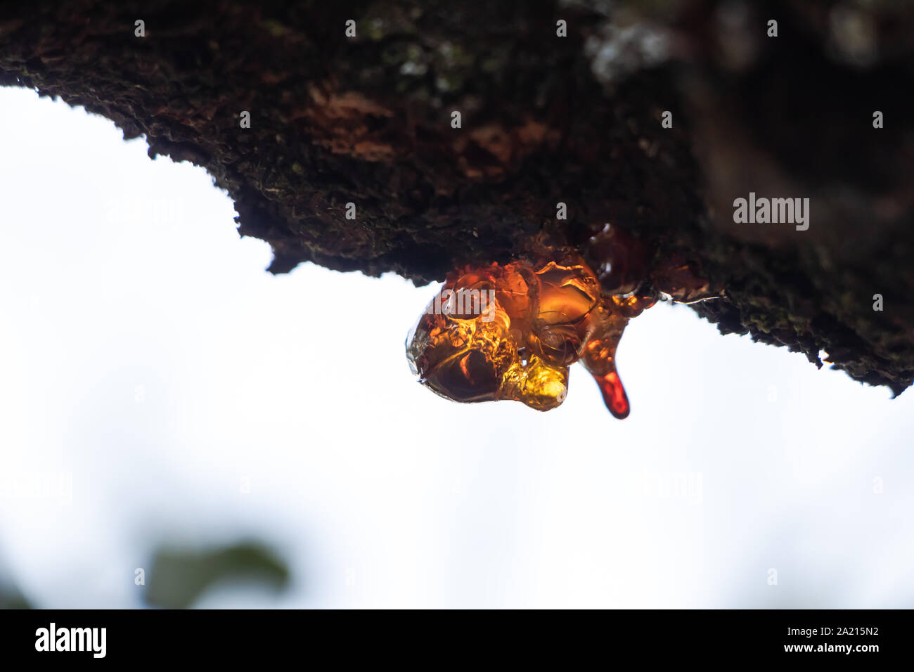 Red resin from cherry tree Stock Photo - Alamy
