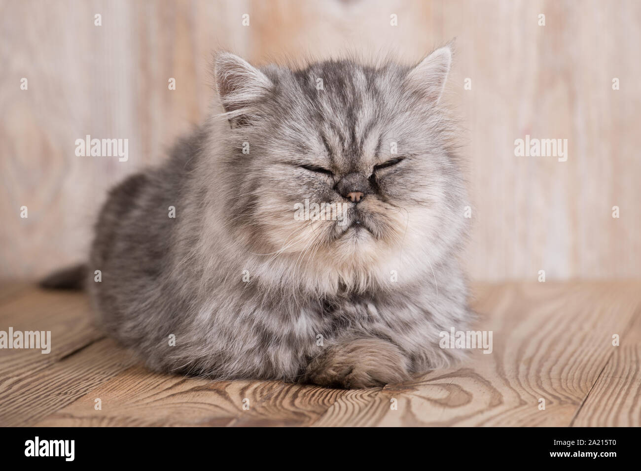 Fluffy grey persian cat Stock Photo - Alamy