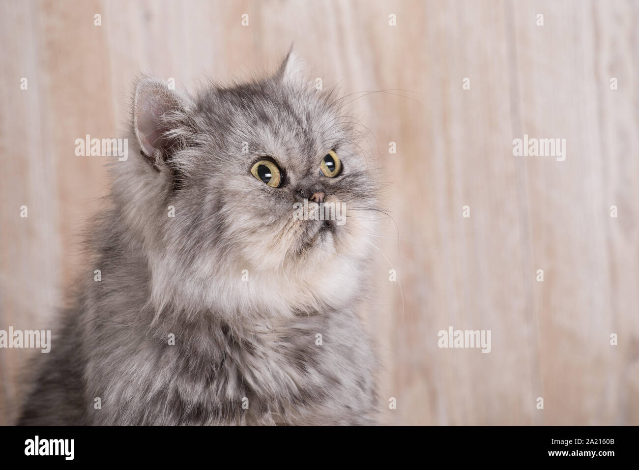 Fluffy grey persian cat Stock Photo - Alamy