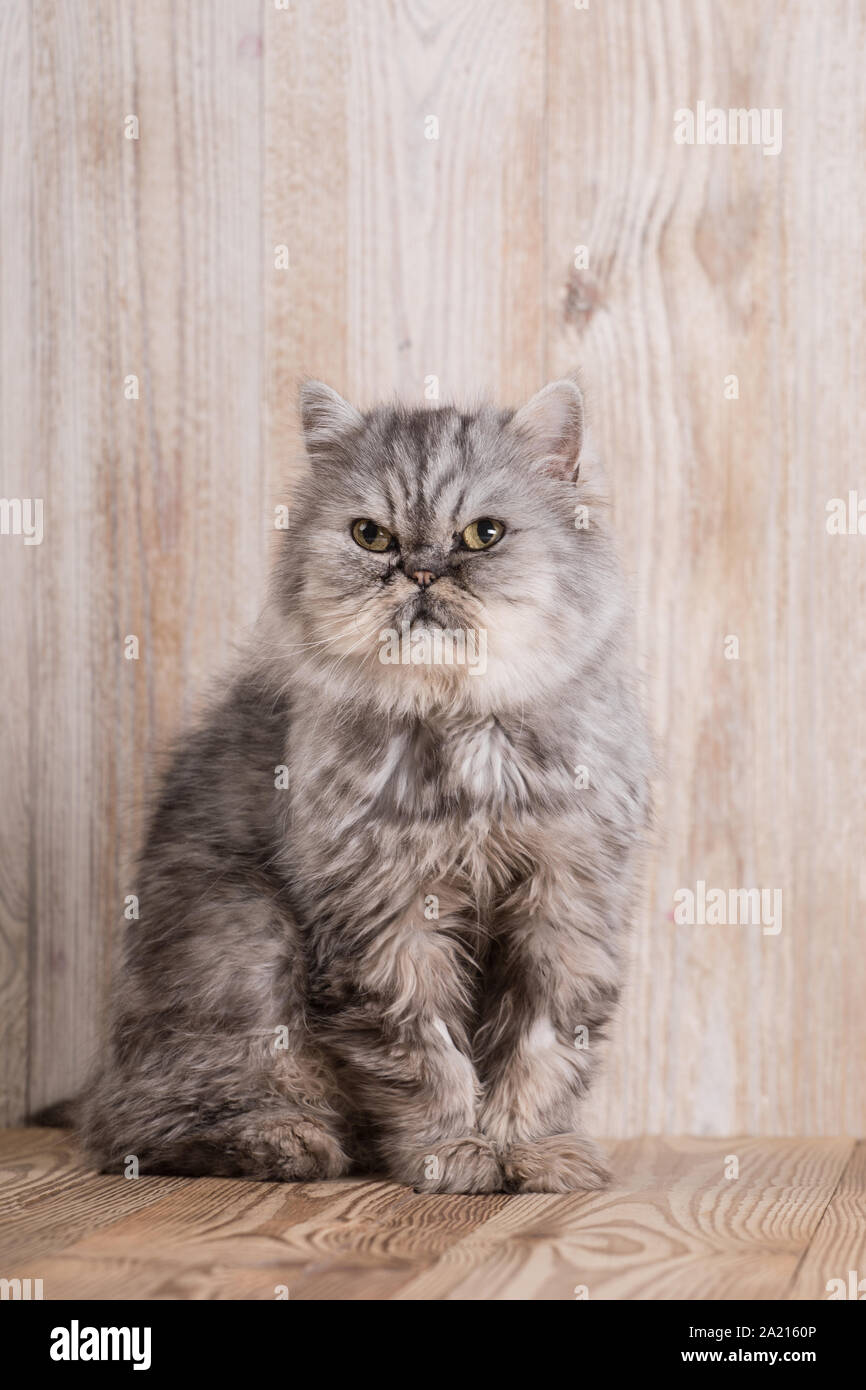 Fluffy grey persian cat Stock Photo - Alamy
