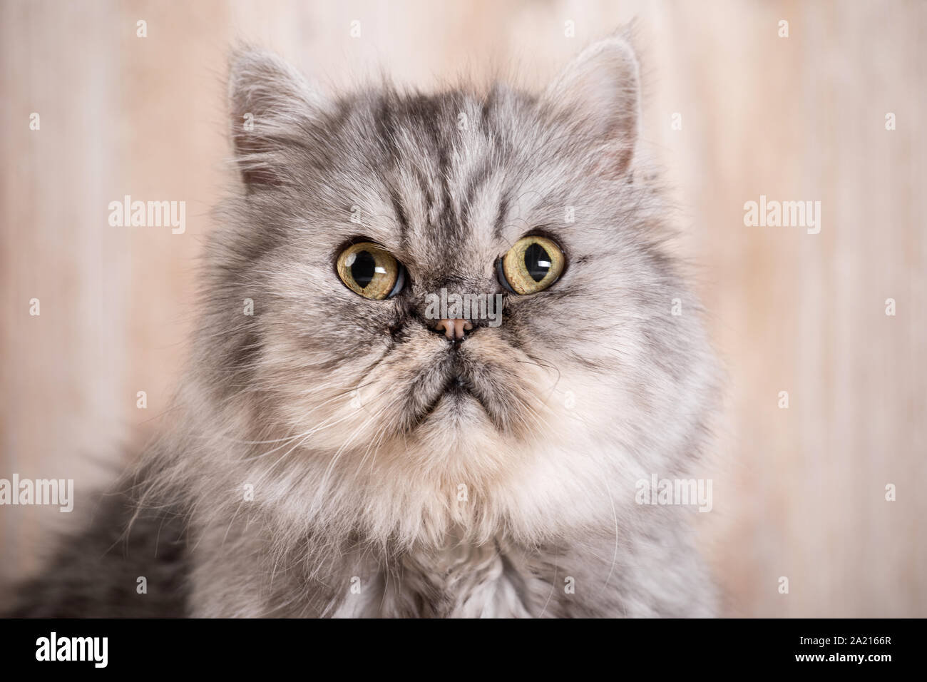 Fluffy grey persian cat Stock Photo - Alamy