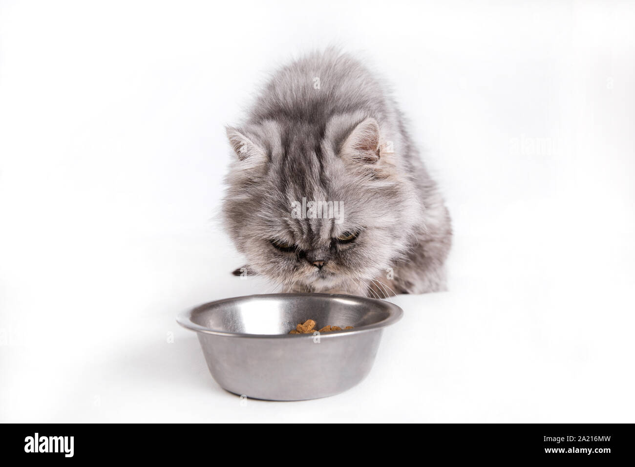Beautiful cute cat eating food Cut Out Stock Images & Pictures - Alamy
