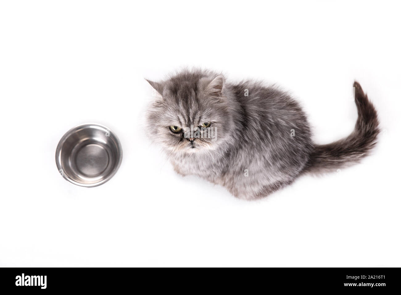 Beautiful cute cat eating food Cut Out Stock Images & Pictures - Alamy