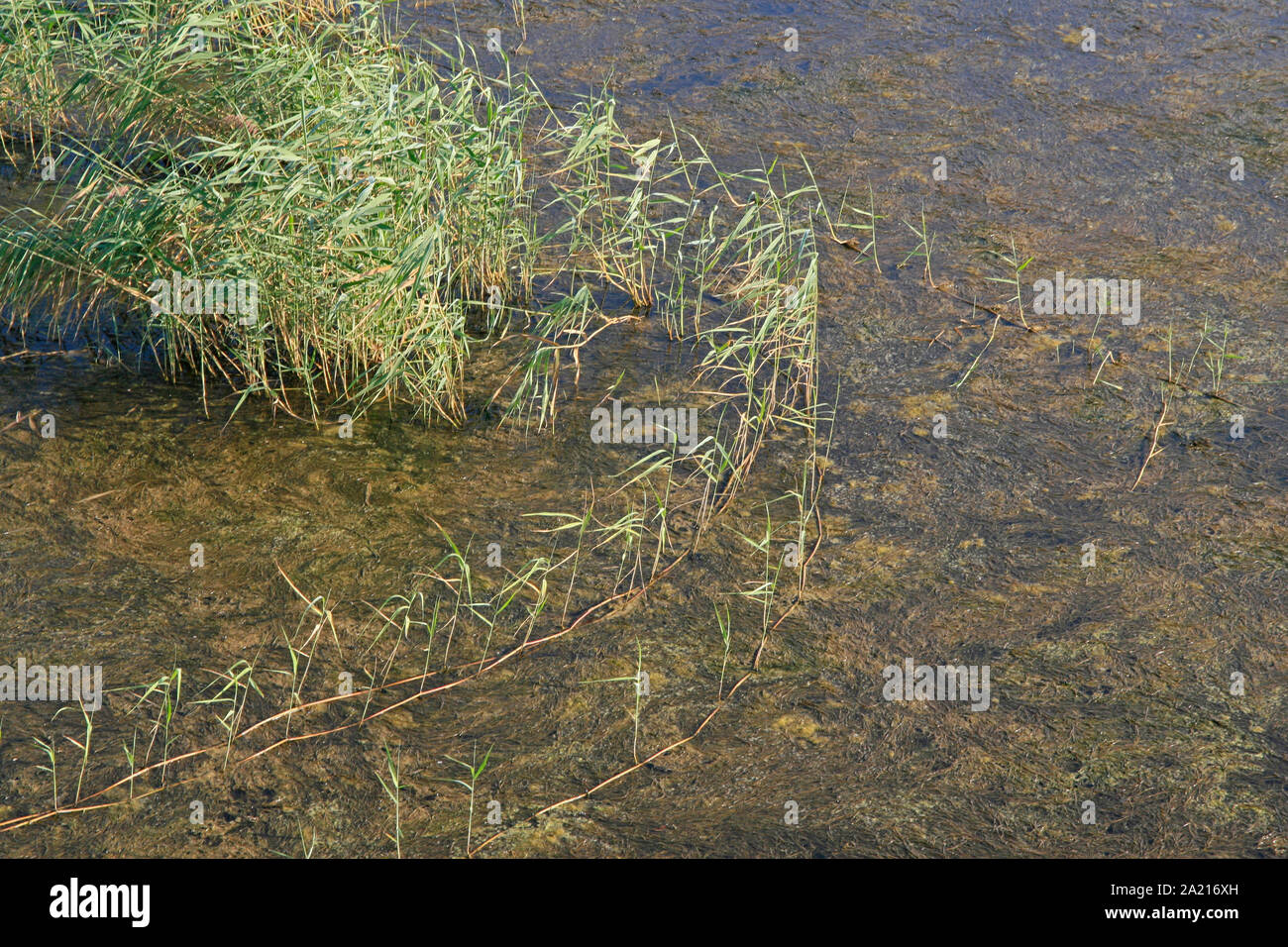 Long runner grass growing over patch of freshwater algae in a muddy ...