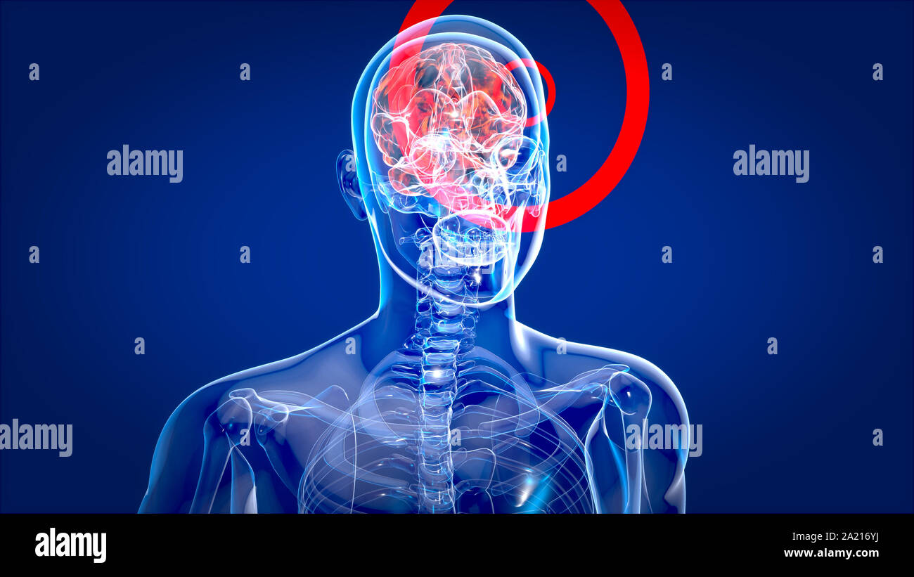 Human and brain xray, human anatomy, 3D Illustration Stock Photo - Alamy
