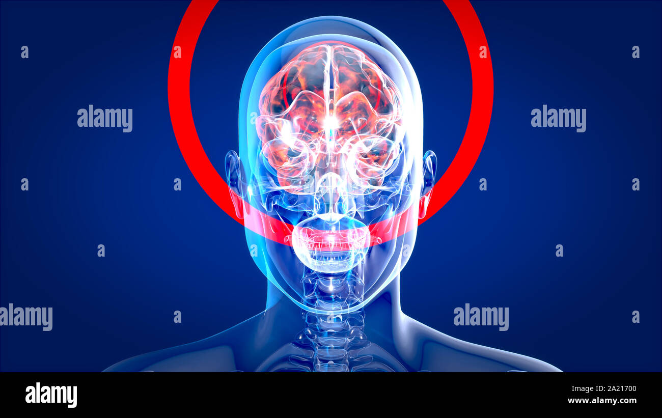 Human and brain xray, human anatomy, 3D Illustration Stock Photo - Alamy