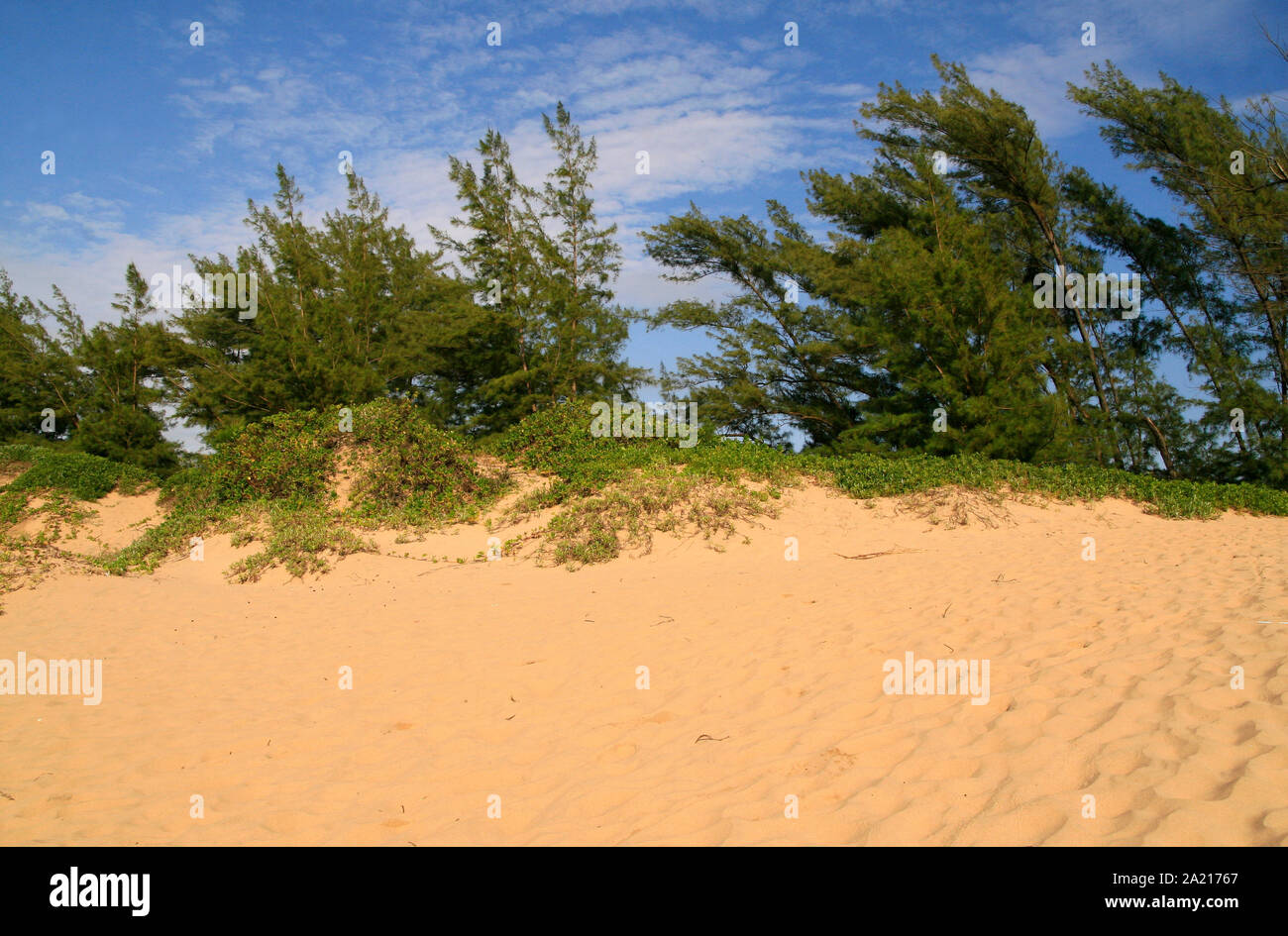 South african vines hi-res stock photography and images - Alamy