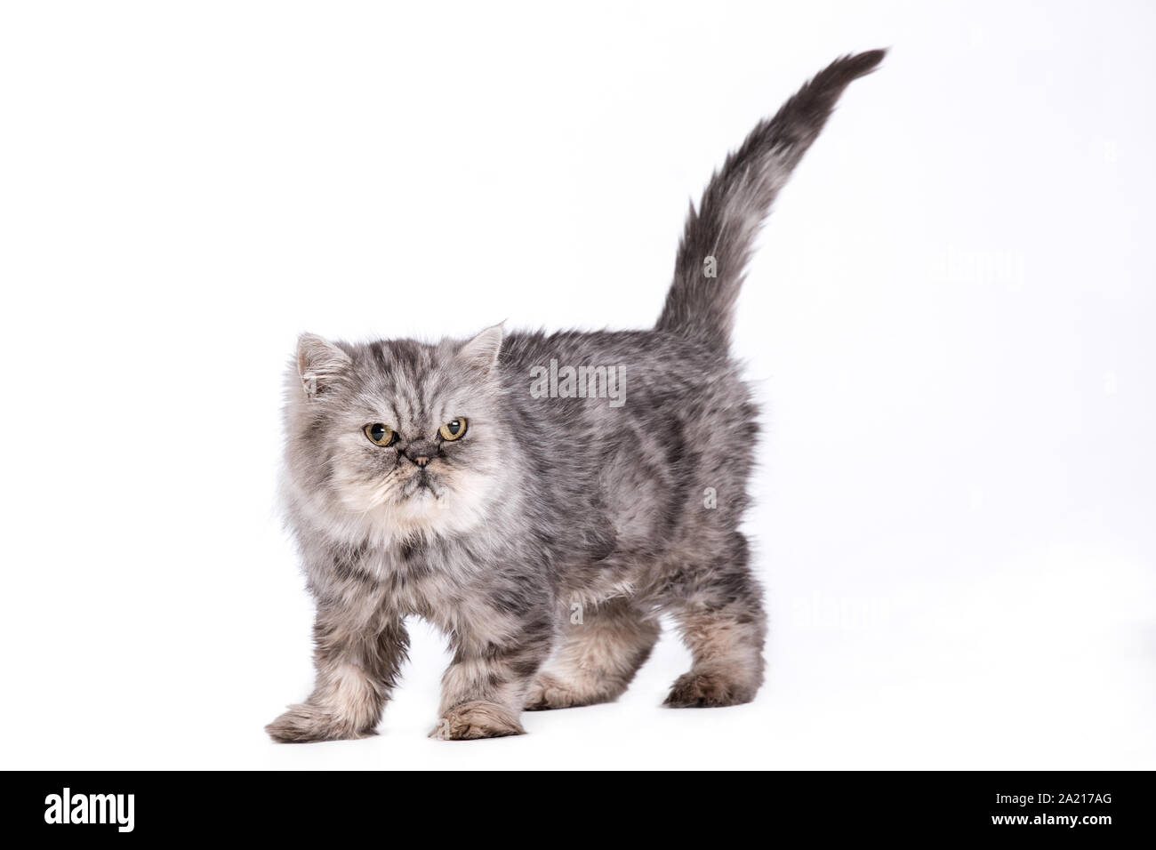 Persian cat walking cut out hi-res stock photography and images - Alamy