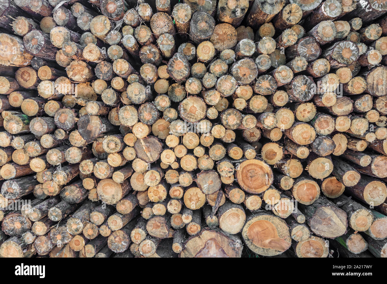 Firewood as a renewable natural fuel Stock Photo - Alamy