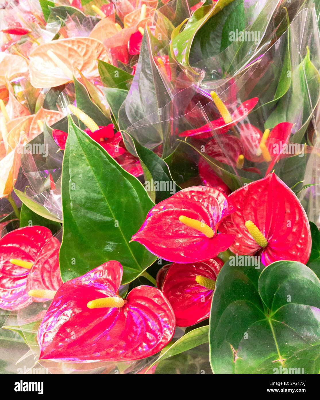 Anthurium (Araceae) flowers about bouquetes Stock Photo - Alamy