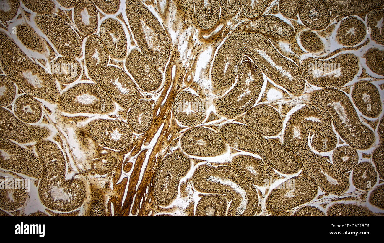 Histologically stained cross-section ofa rabbit testicle Stock Photo ...
