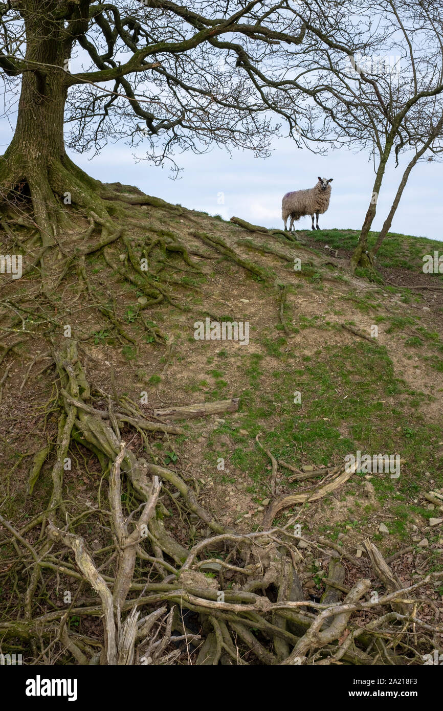 Offa's Dyke walk, high up on the sheep farm Stock Photo - Alamy
