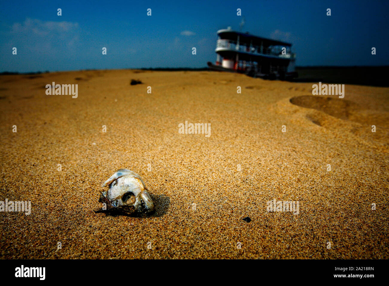 Remains of a piranha on a sand bank in the Rio Solimoes. The sand banks ...