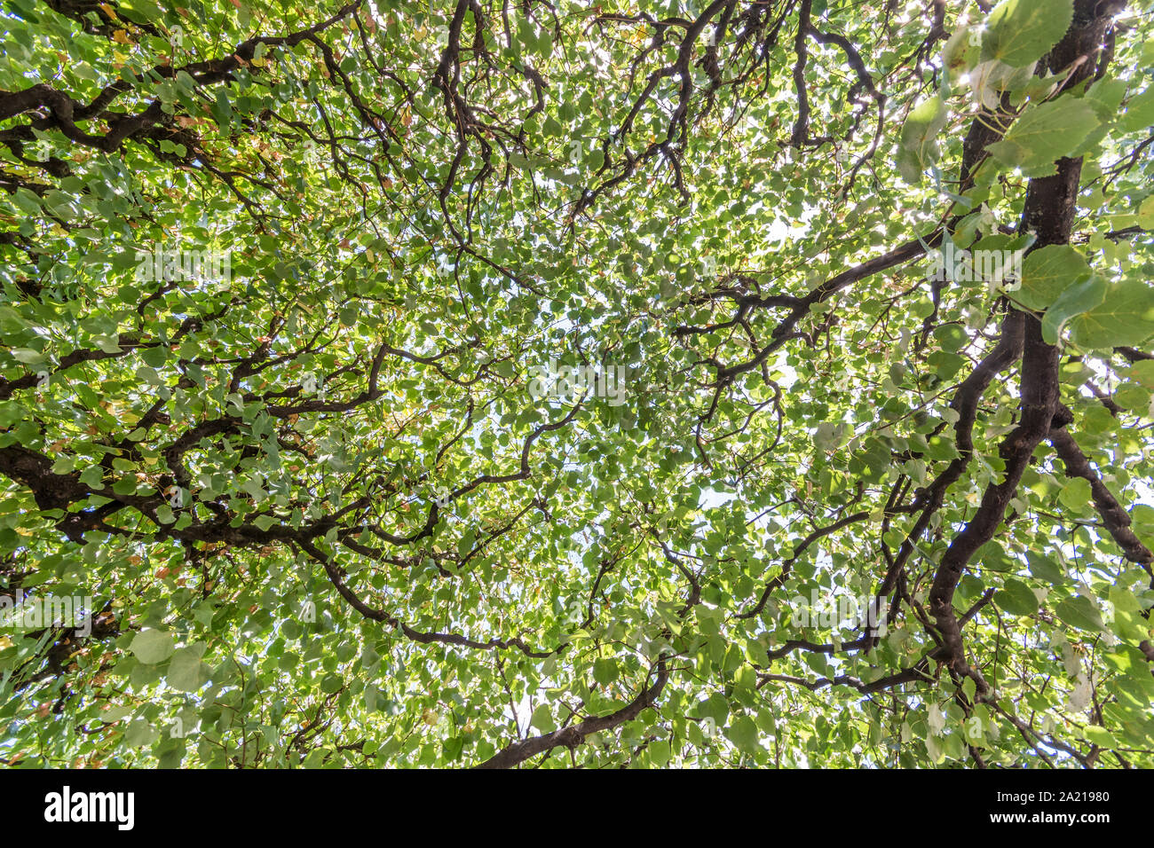 Dense and branched tree with perspective towards sky as background ...