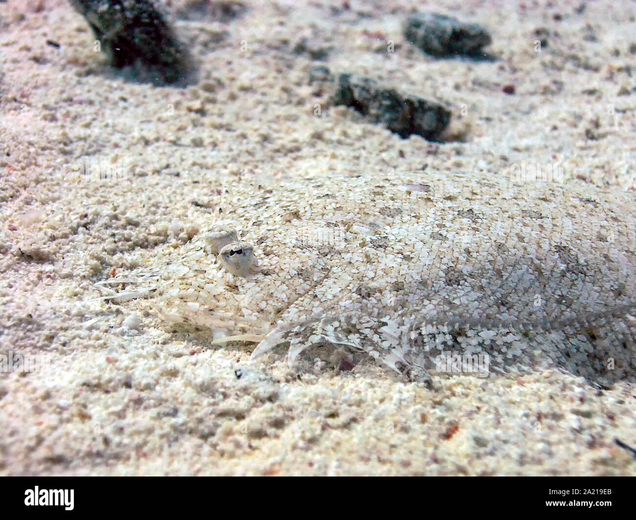 Moses sole hi-res stock photography and images - Alamy