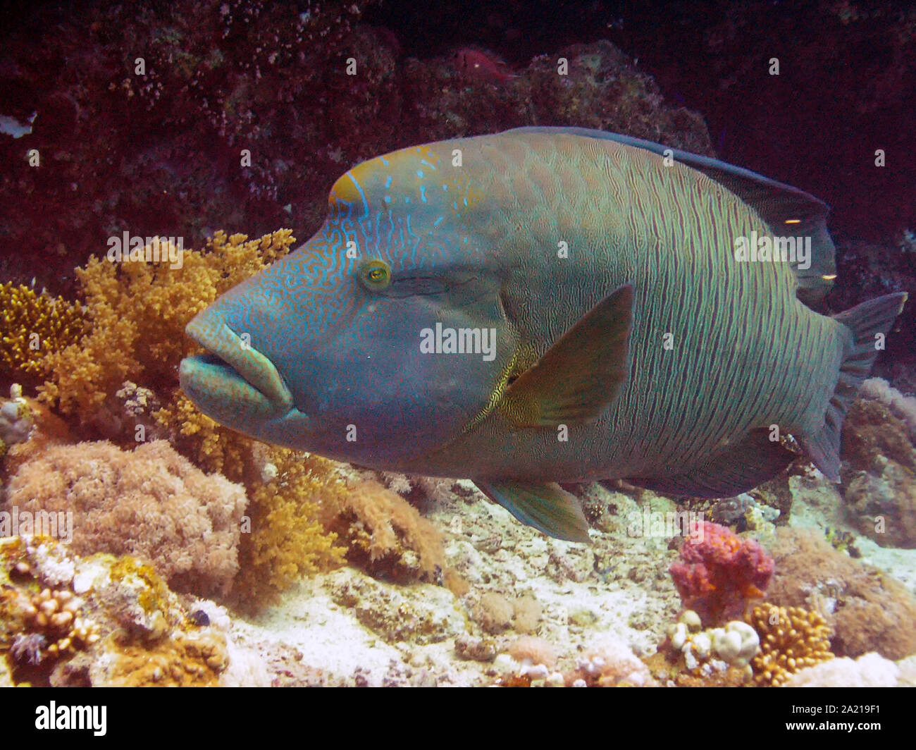 Napoleon Wrasse (Cheilinus undulatus Stock Photo - Alamy