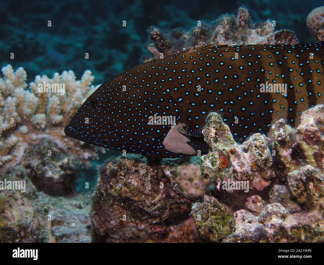 Peacock Grouper (Cephalopholis argus Stock Photo - Alamy