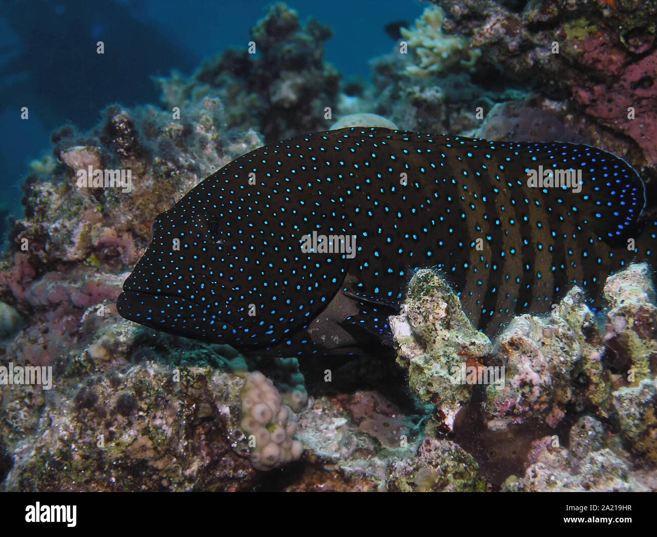 Peacock Grouper (Cephalopholis argus Stock Photo - Alamy