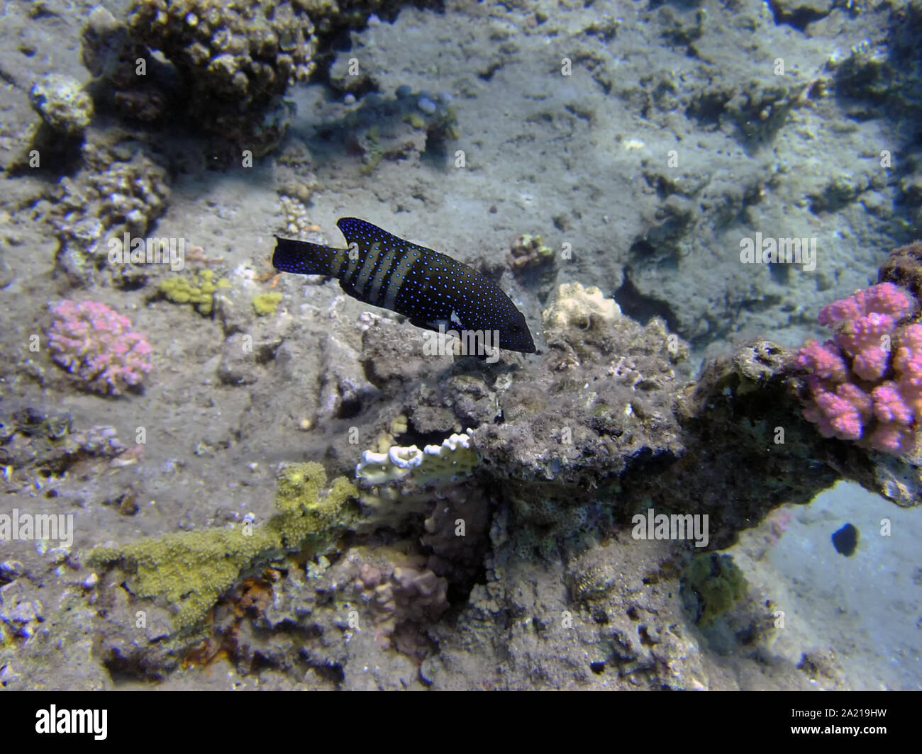 Peacock Grouper (Cephalopholis argus Stock Photo - Alamy