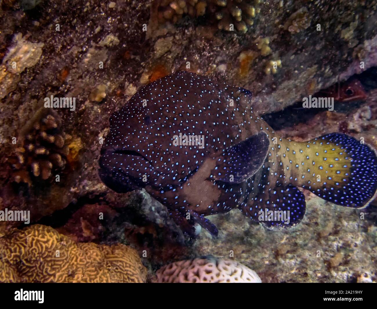 Peacock Grouper (Cephalopholis argus Stock Photo - Alamy