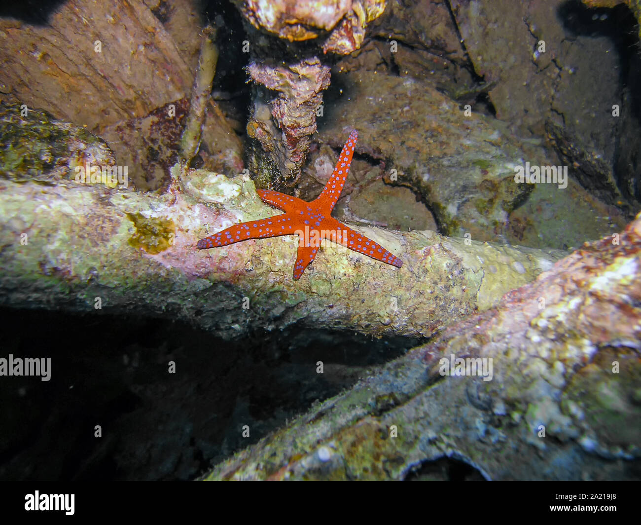 Ghardaqa Sea Star (Fromia ghardaqana Stock Photo - Alamy