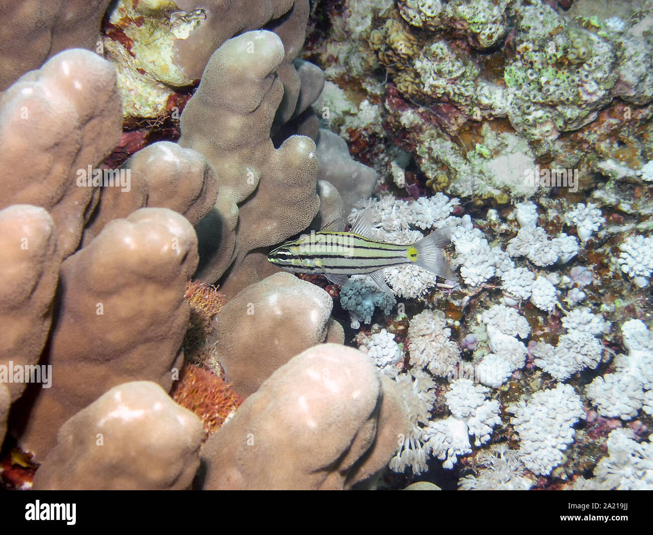Persian cardinalfish hi-res stock photography and images - Alamy