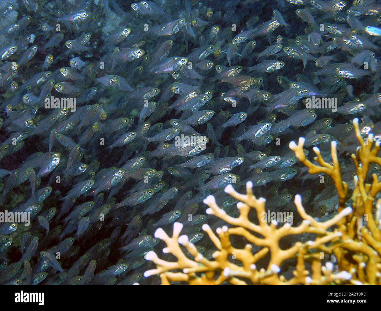 Pygmy Sweepers aka Glassfish (parapriacanthus ransonneti Stock Photo ...