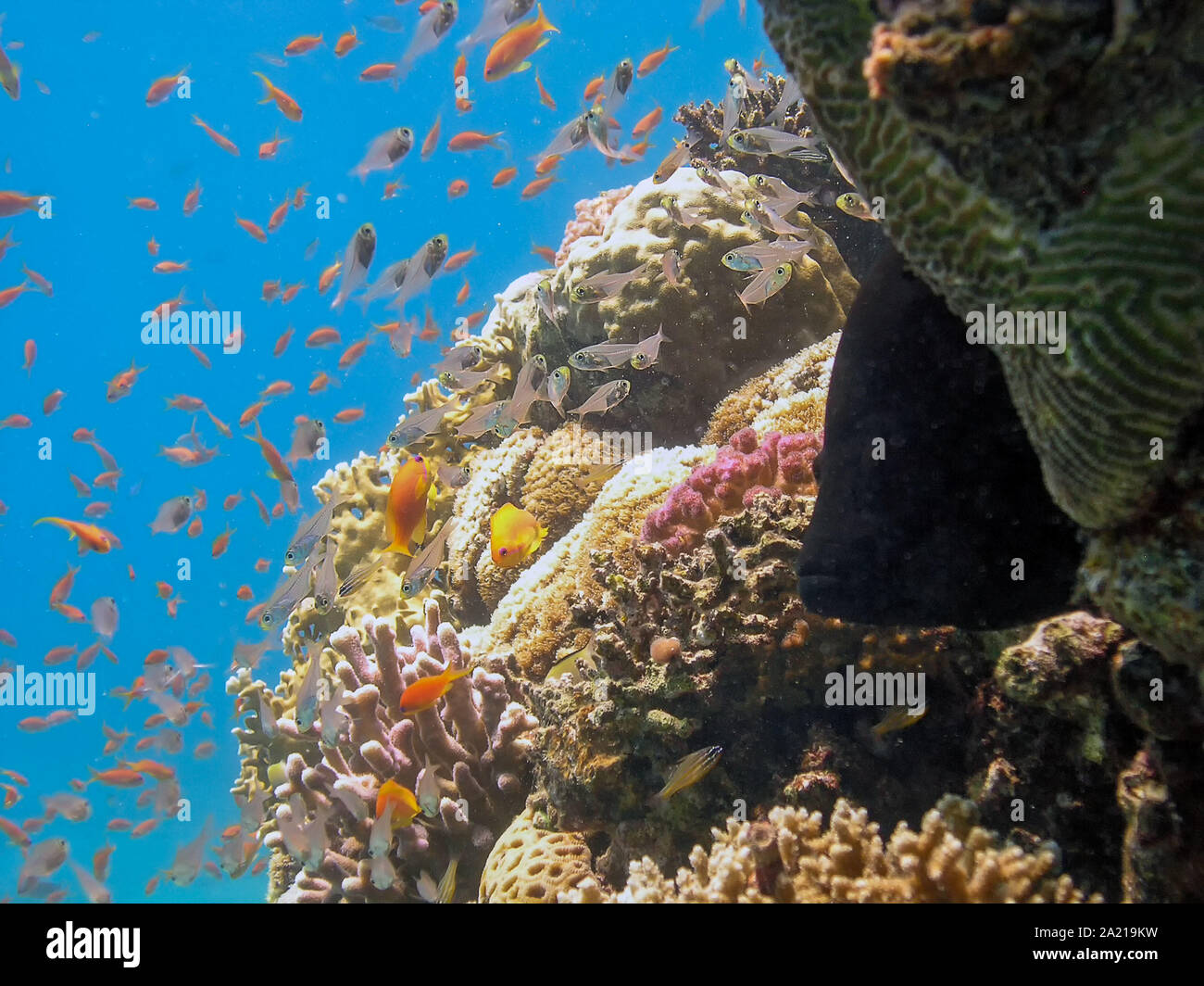 Pygmy Sweepers aka Glassfish (parapriacanthus ransonneti Stock Photo ...