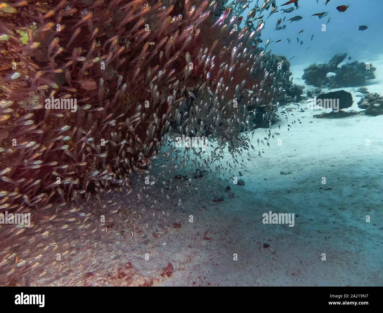 Pygmy Sweepers aka Glassfish (parapriacanthus ransonneti Stock Photo ...