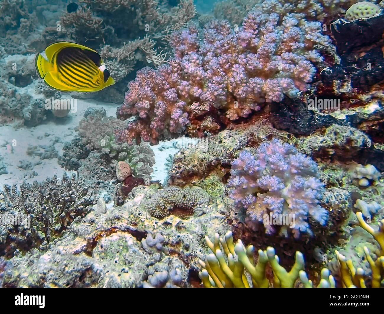 Chaetodon lunula raccoon butterflyfish hi-res stock photography and ...