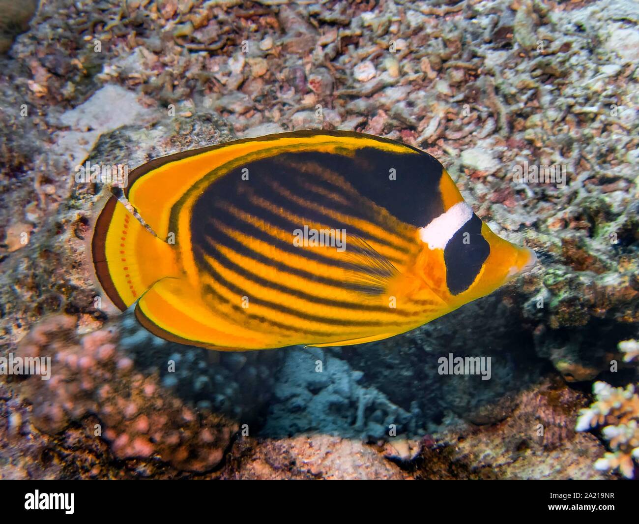 Chaetodon lunula raccoon butterflyfish hi-res stock photography and ...