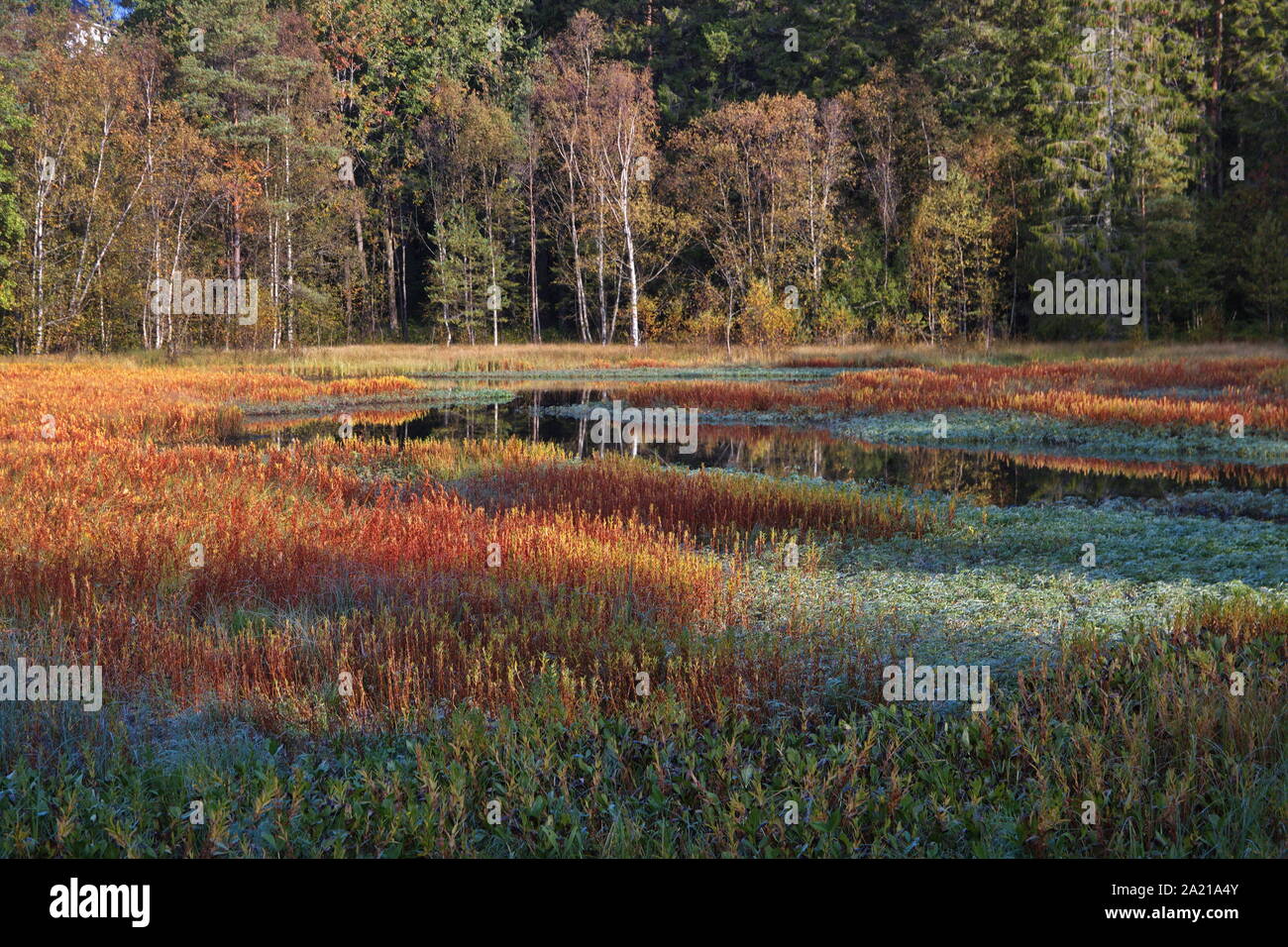 Meadow fall autumn colors hi-res stock photography and images - Alamy