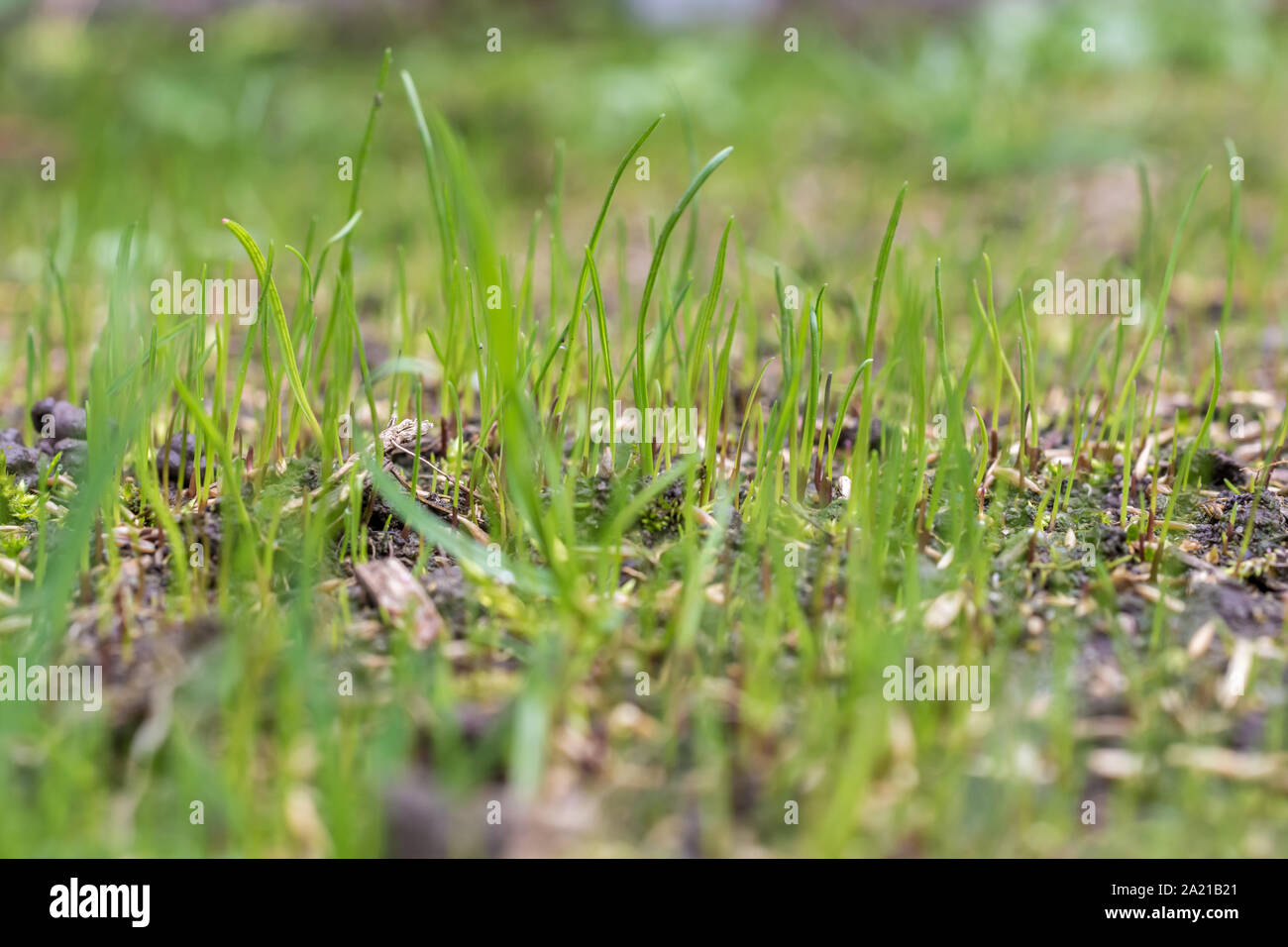 Grass seedling hi-res stock photography and images - Alamy