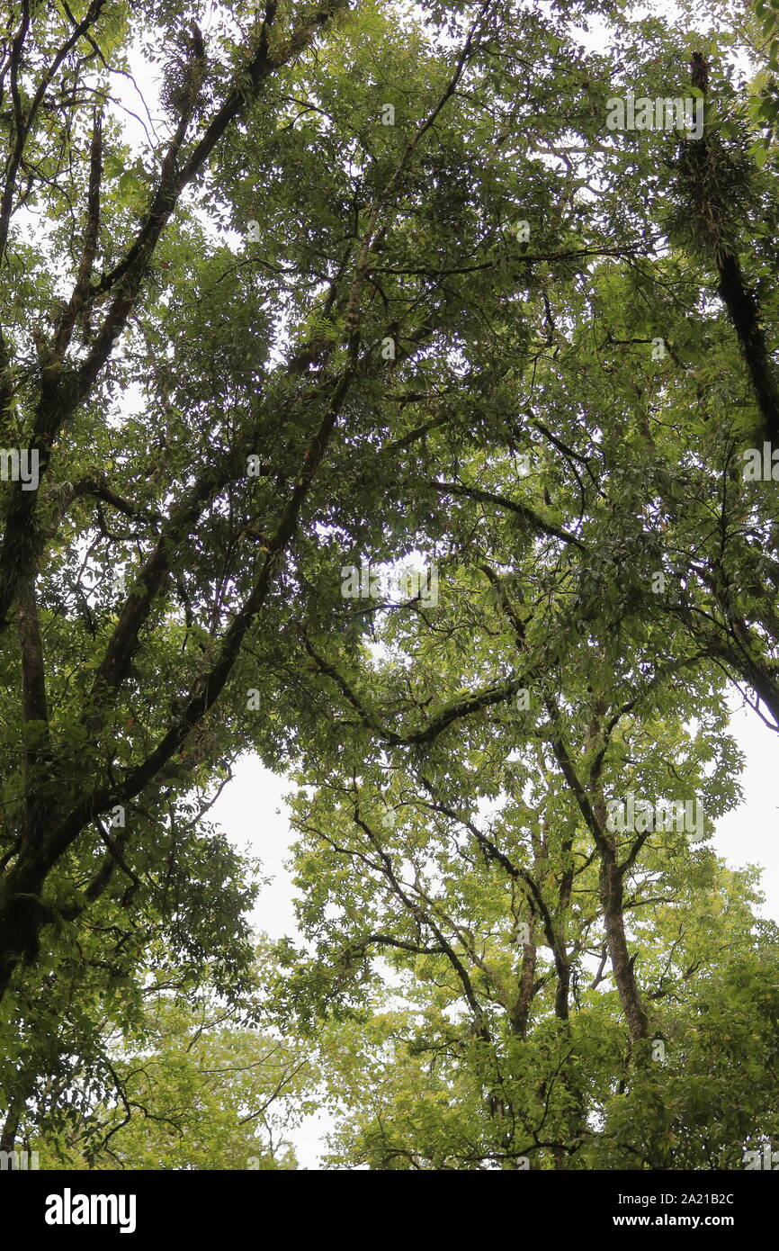 Under the shade of long trees with branches at tropical place in India ...