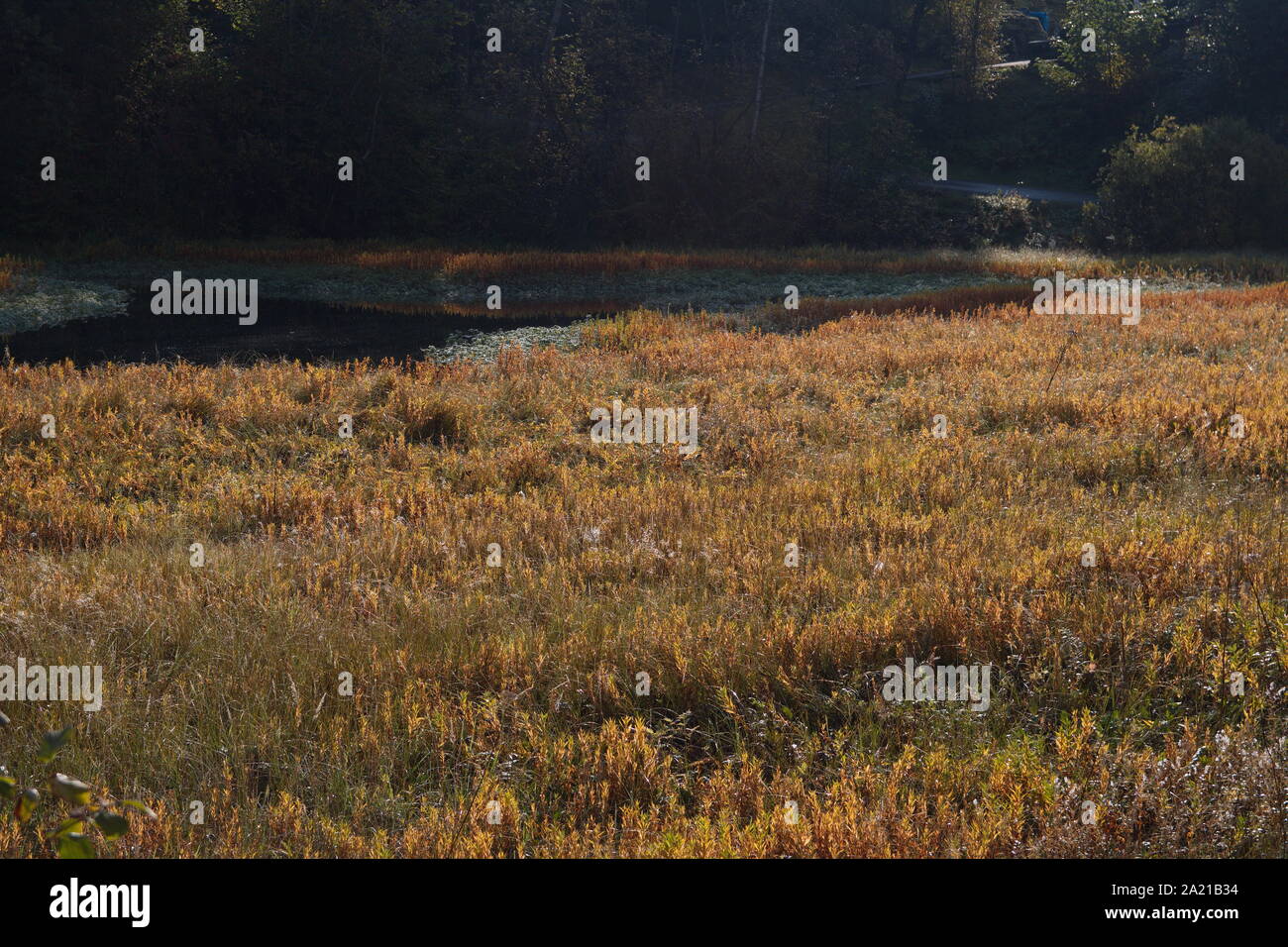 Autumn scenery, meadow Stock Photo - Alamy