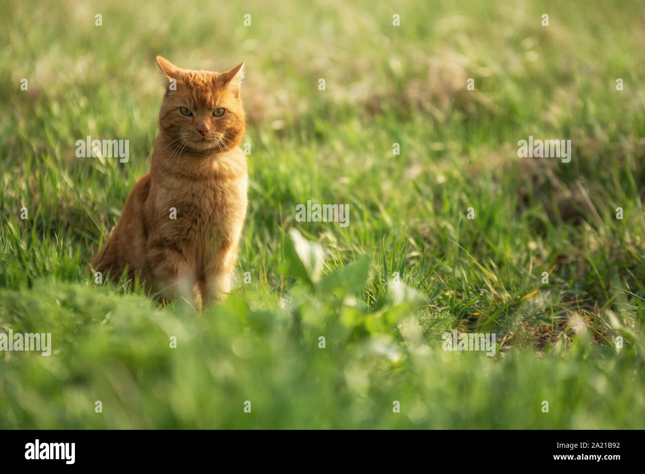 Beautiful cat with red fur in tall grass Stock Photo - Alamy