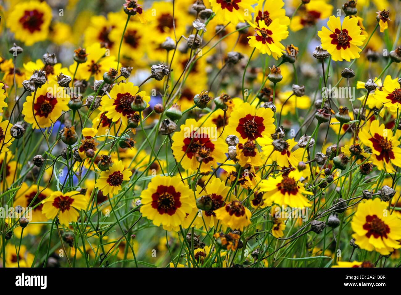 Plains Coreopsis tinctoria golden tickseed flower field Stock Photo - Alamy