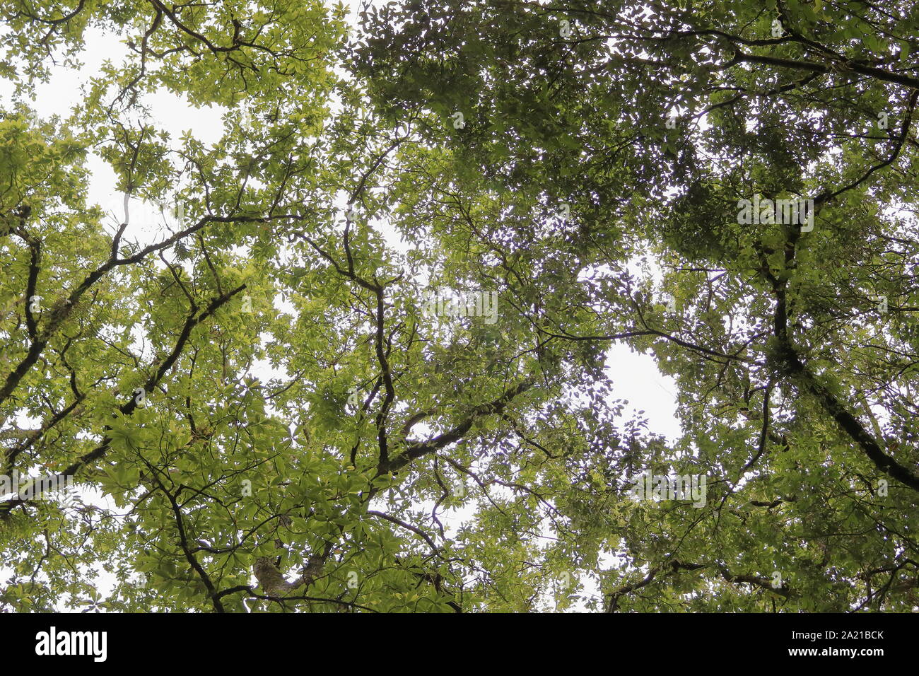 Under the shade of long trees with branches at tropical place in India ...