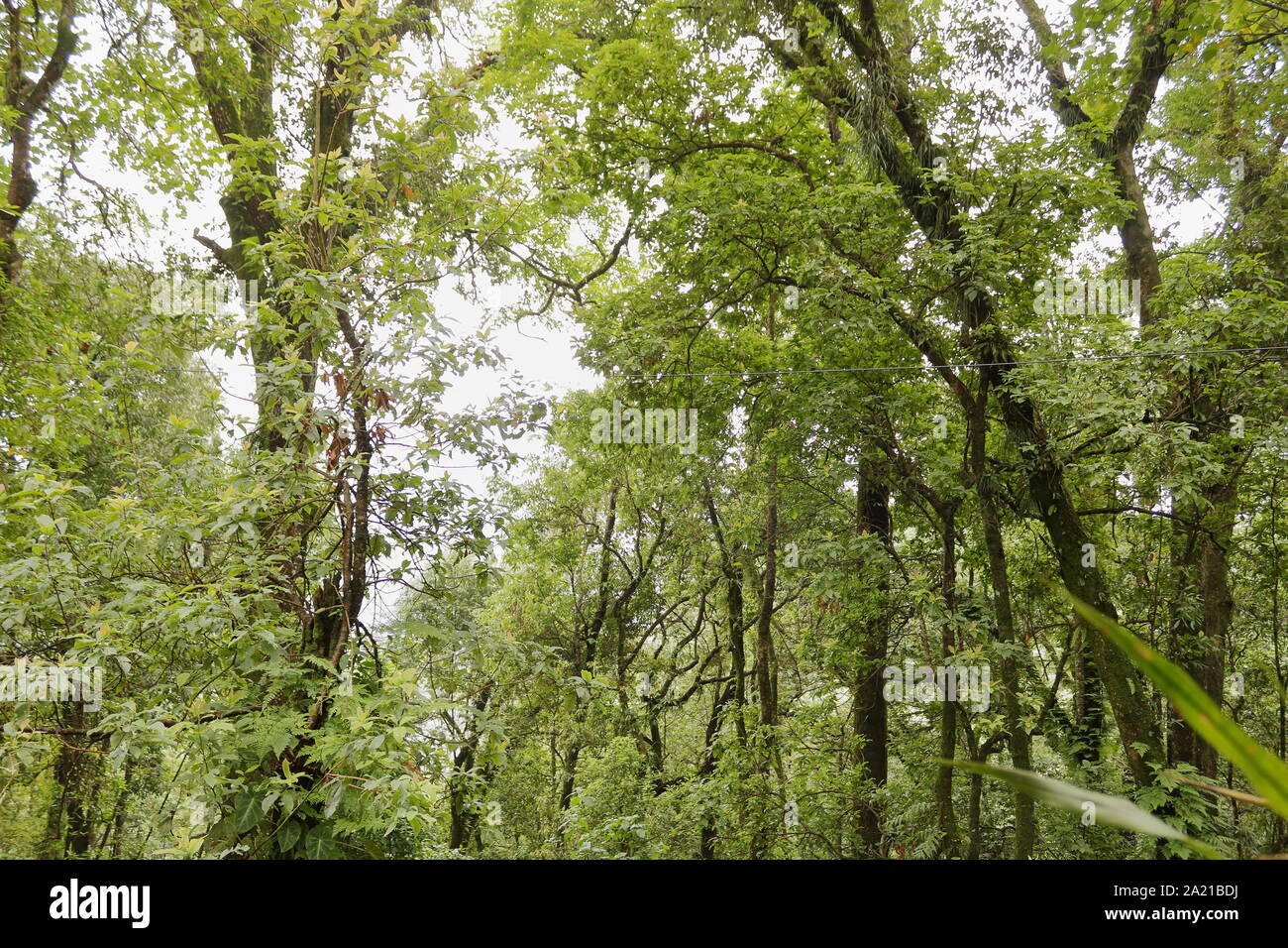 Under the shade of long trees with branches at tropical place in India ...