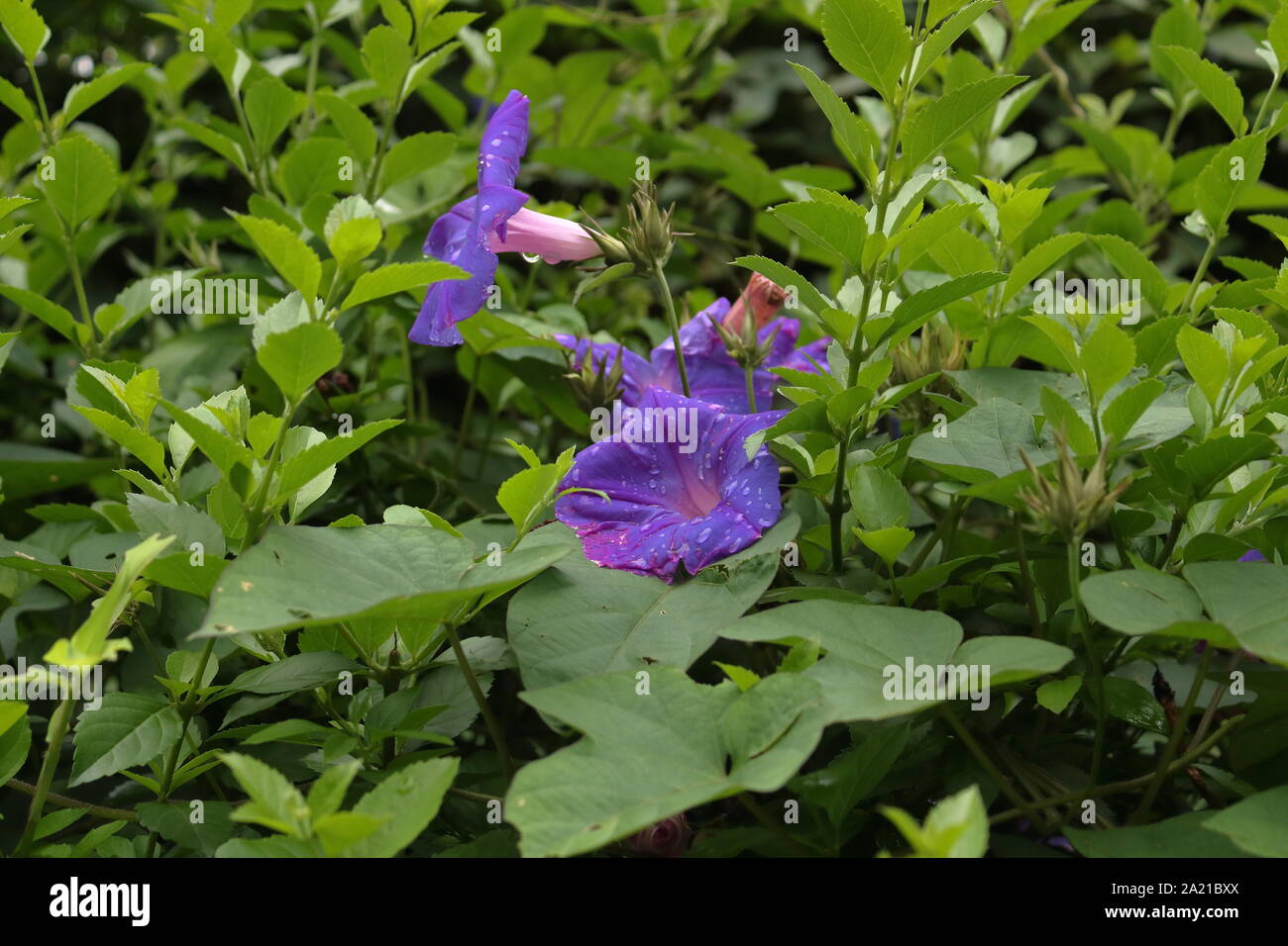 Close-up shot of blue flowers with the bushes in the garden Stock Photo ...