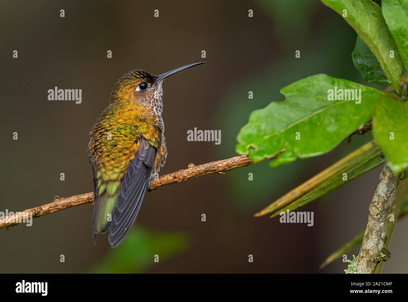 Many-spotted Hummingbird - Leucippus hypostictus, green spotted ...