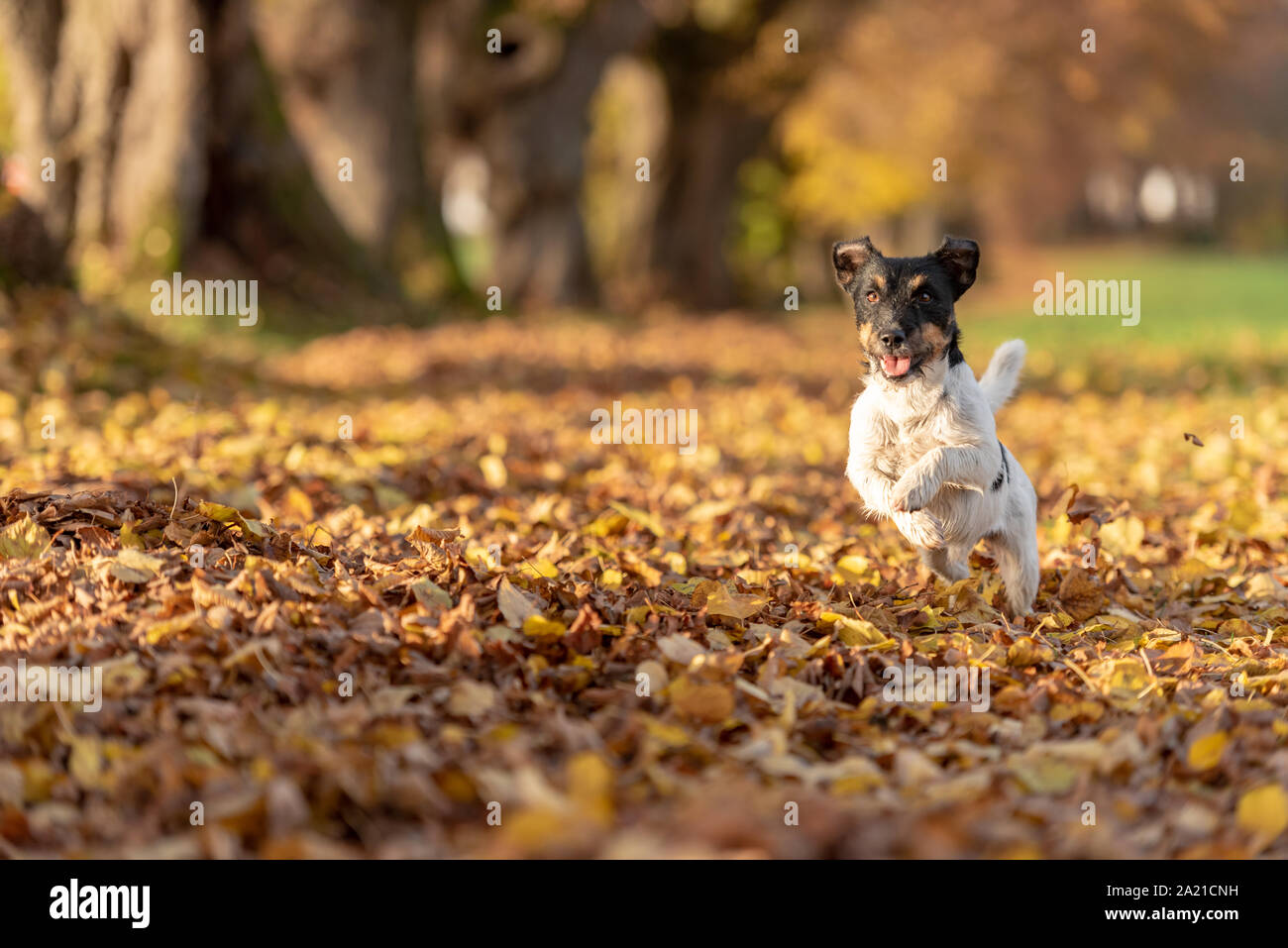 Jack Russell Terrier hound. Young cute dog is running fast through a ...