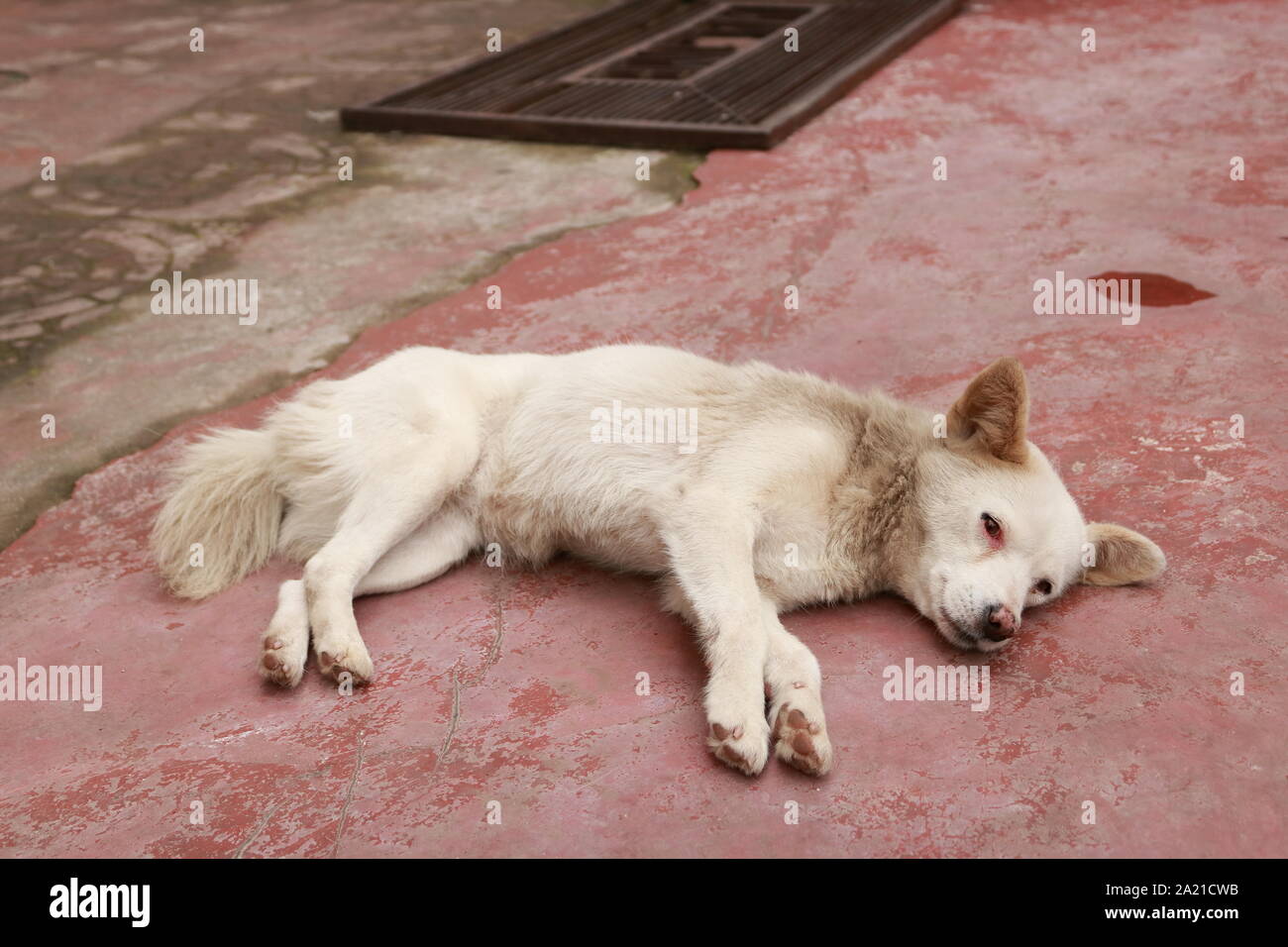 White furry street dog having one red eye lying on the ground, Sikkim ...