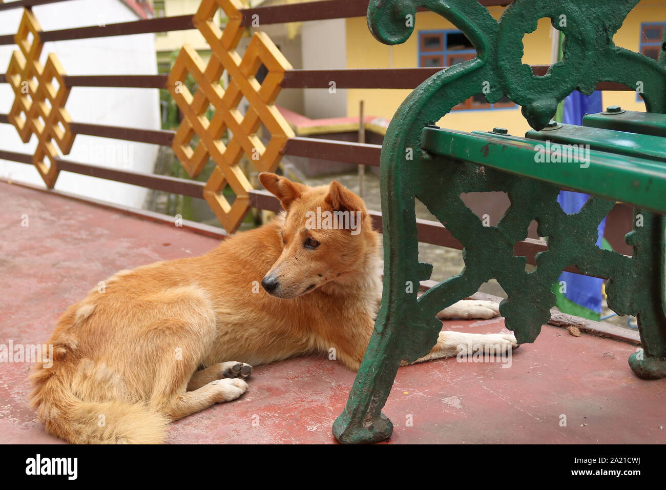 A light brown furry mountain street dog in, Sikkim, India Lying beside ...