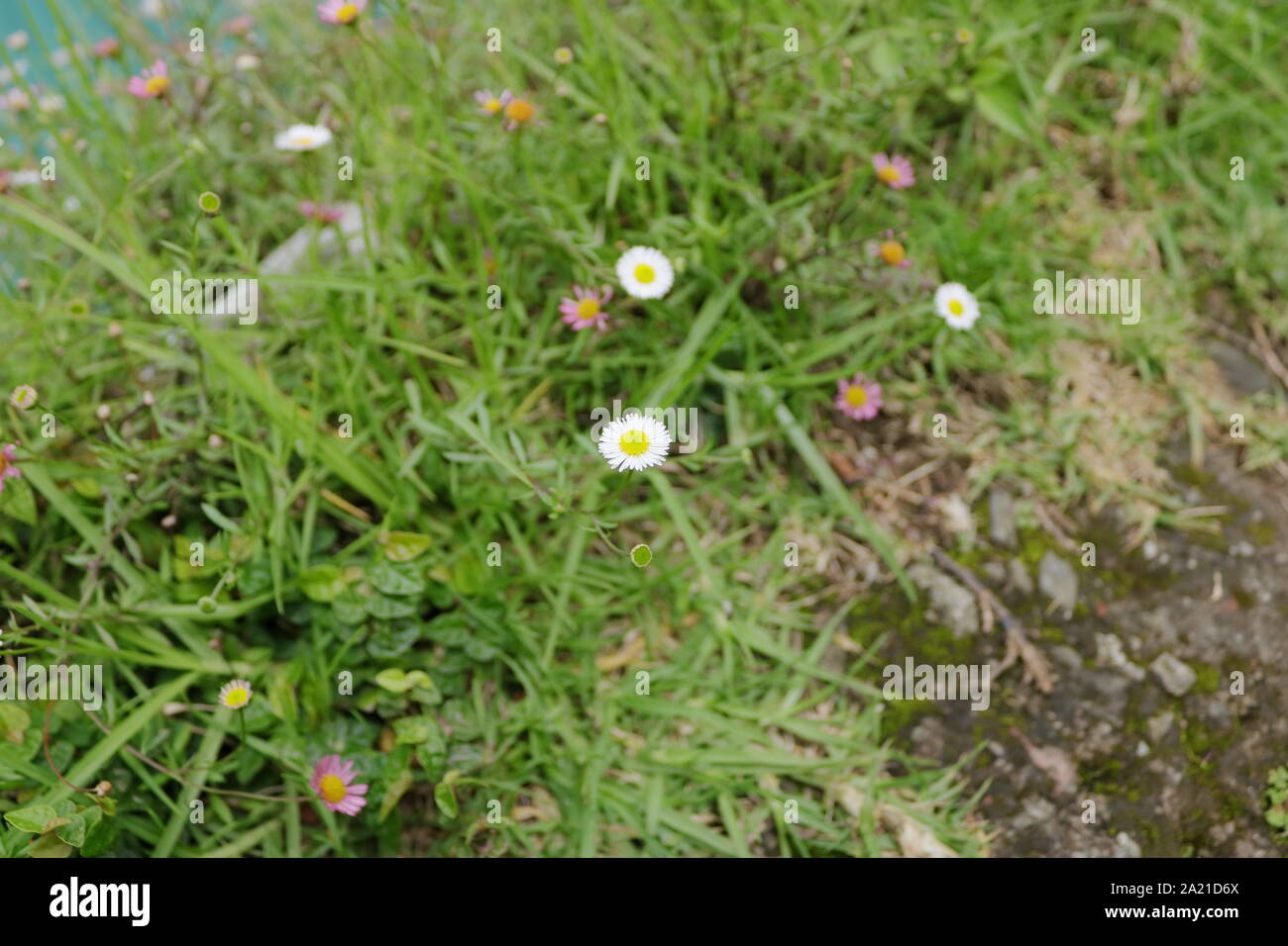 Small white pink flowers with the green grasses on the ground Stock ...