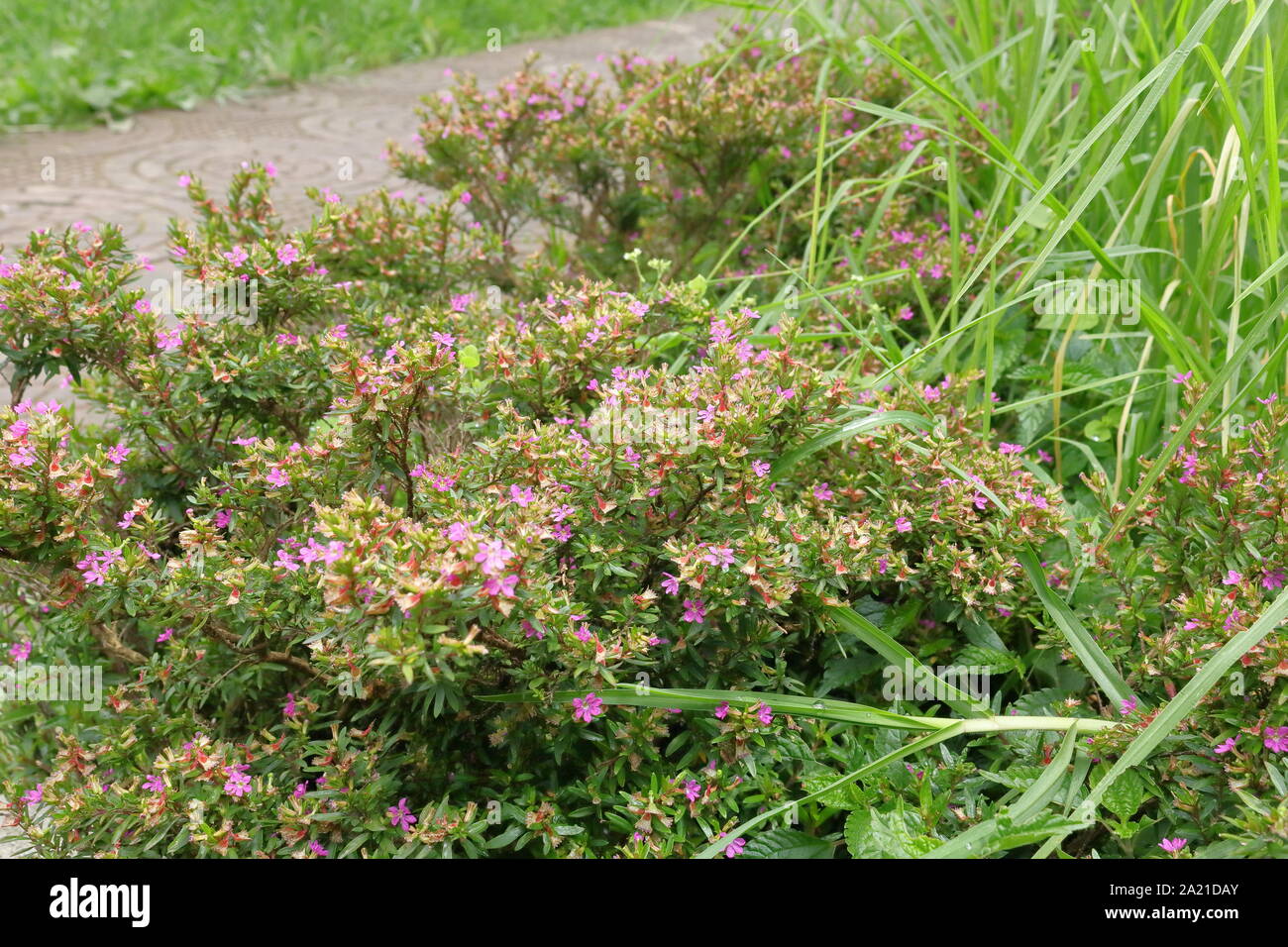 Colourful small flowers in the bushes in the garden with long grasses ...