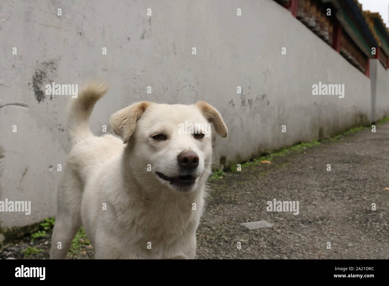 A Furry White mountain street dog in, Sikkim, India standing on the ...