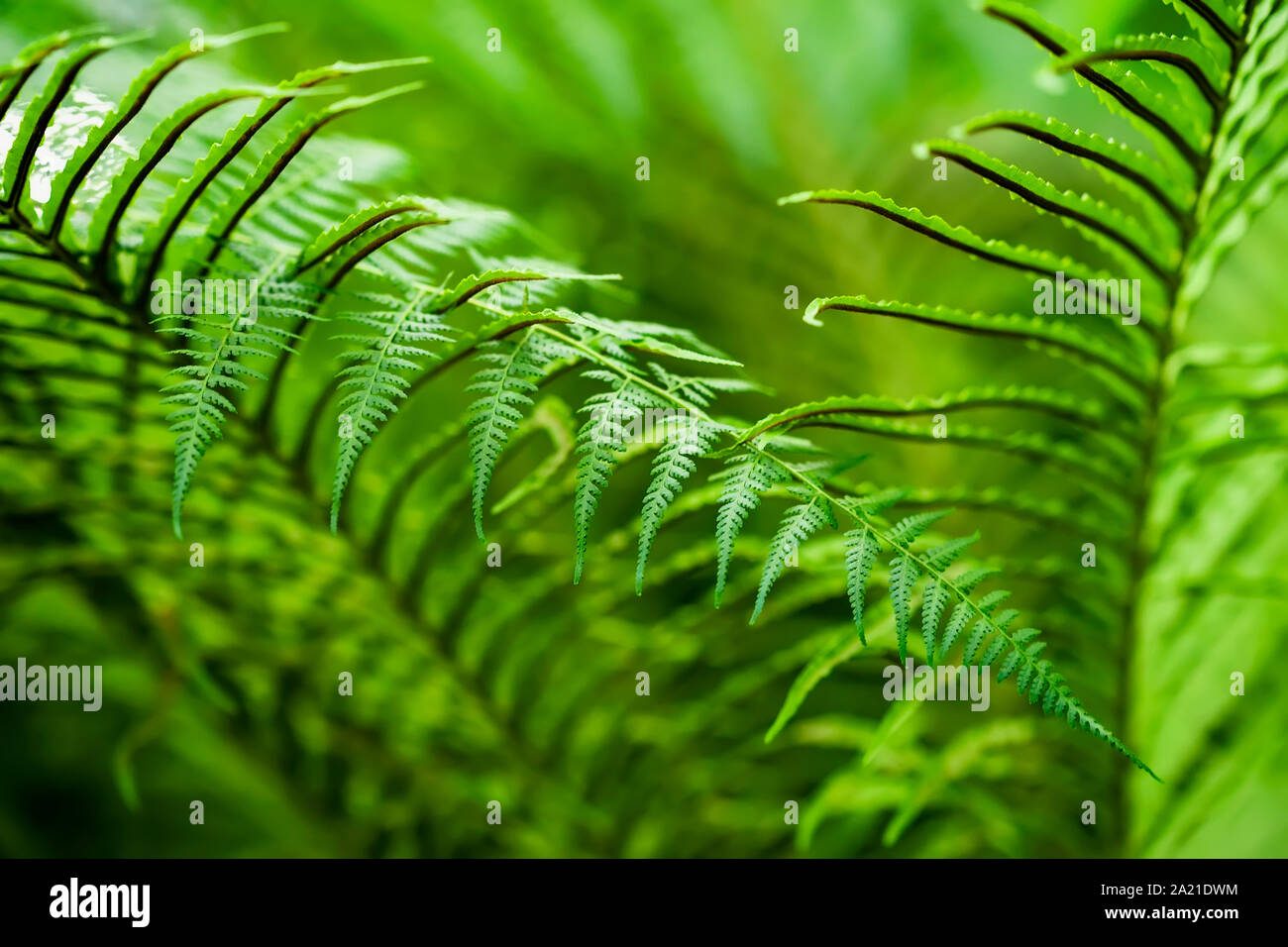 Microphylls hi-res stock photography and images - Alamy