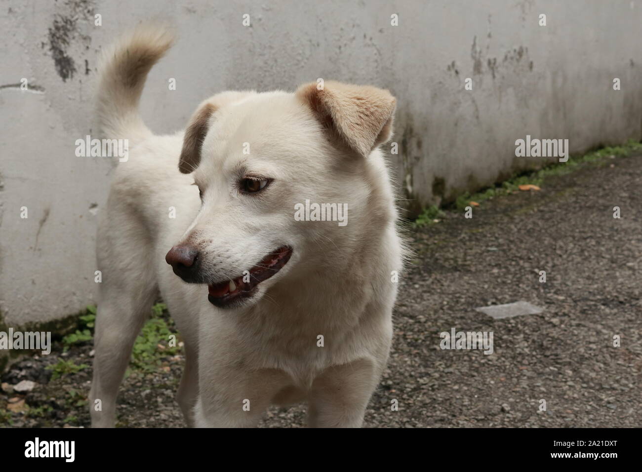 A Furry White mountain street dog in, Sikkim, India standing on the ...