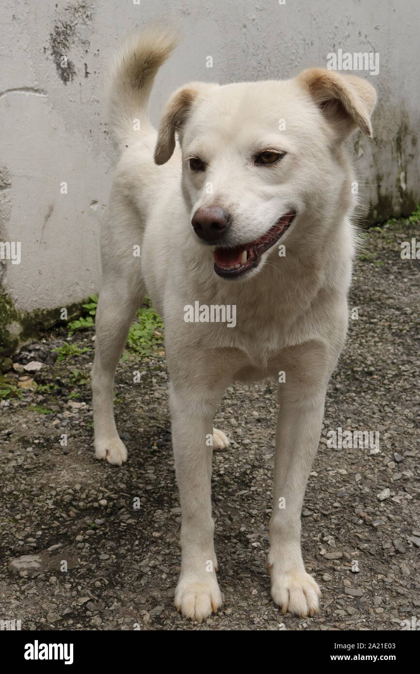 A Furry White mountain street dog in, Sikkim, India standing on the ...